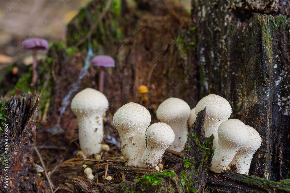 Lycoperdon echinatum, known as the spiny puffball or the spring ...