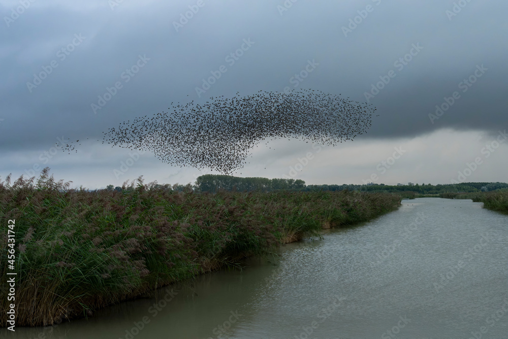 Beautiful large flock of starlings. A flock of starlings birds at ...
