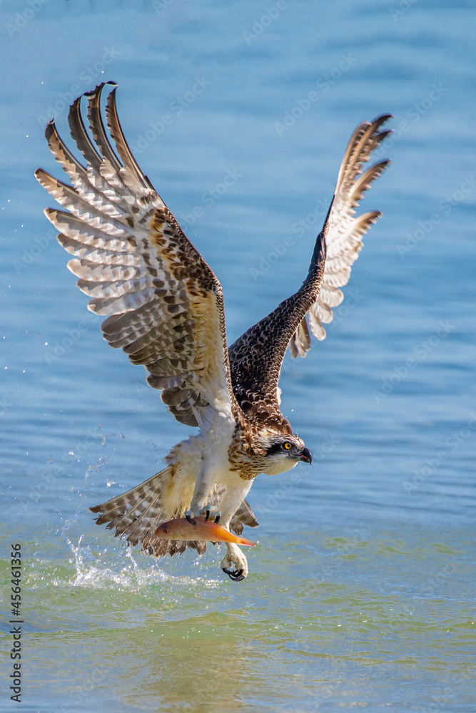 Young Australian Osprey picking up Pinky fish from ocean. Osprey ...
