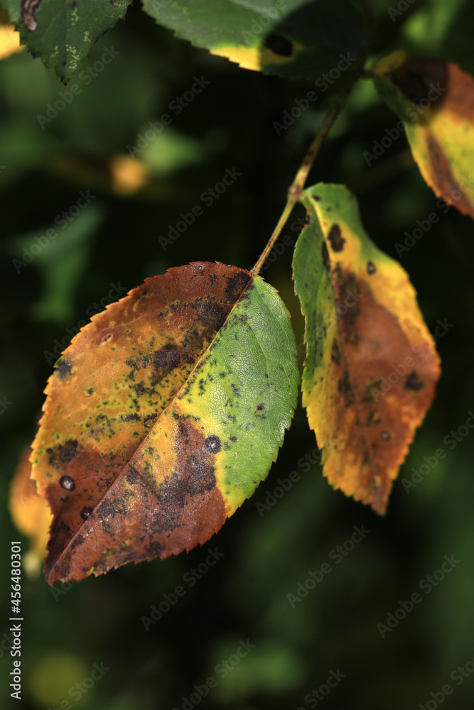 Plant disease in roses such as mildew or rust are common. Leaf spot ...