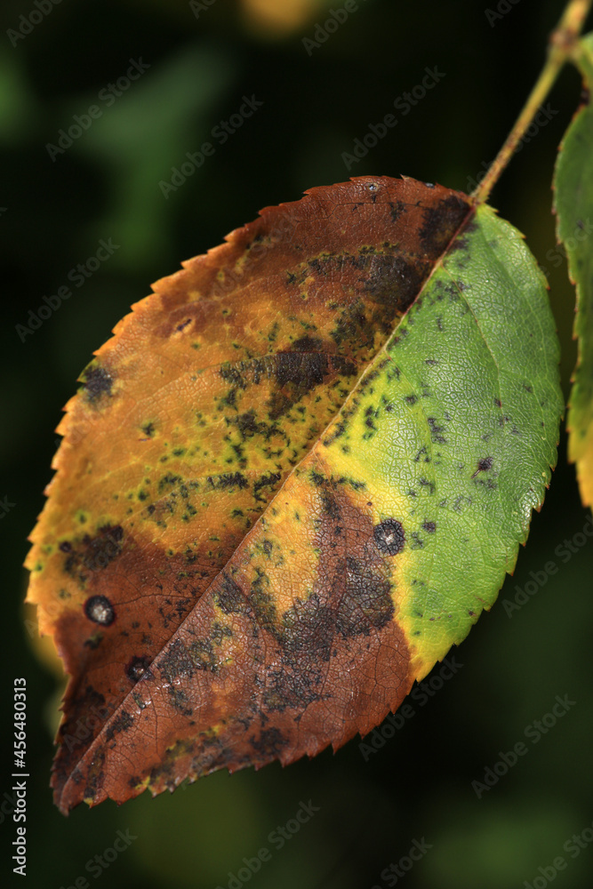 Plant disease in roses such as mildew or rust are common. Leaf spot ...
