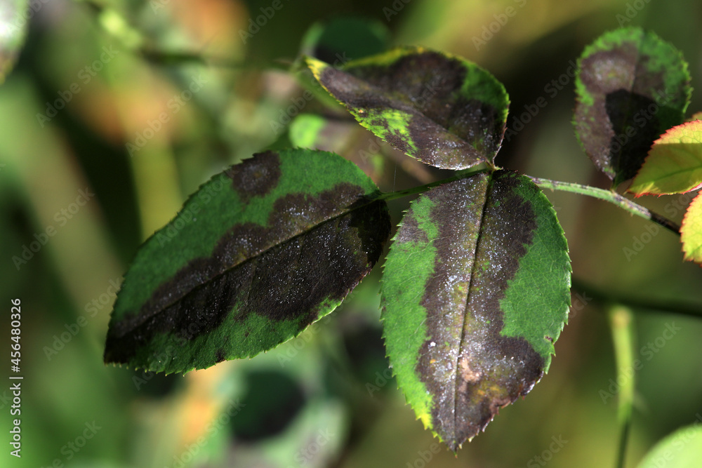Plant disease in roses such as mildew or rust are common. Leaf spot ...