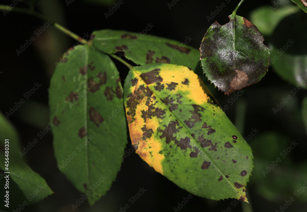 Plant disease in roses such as mildew or rust are common. Leaf spot ...