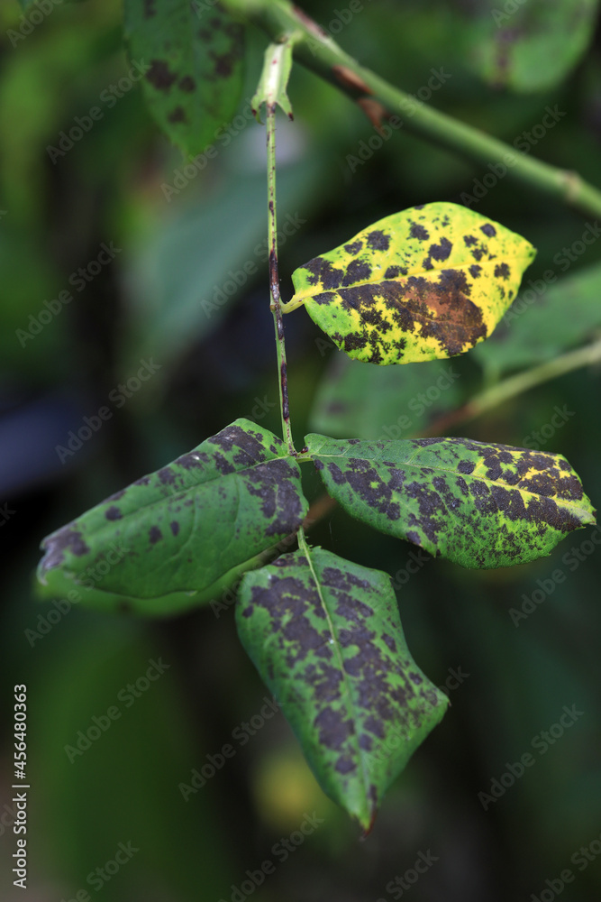 Plant disease in roses such as mildew or rust are common. Leaf spot ...