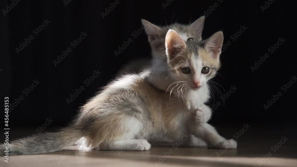 Video „Two mischievous kittens are playing together on the floor. They ...