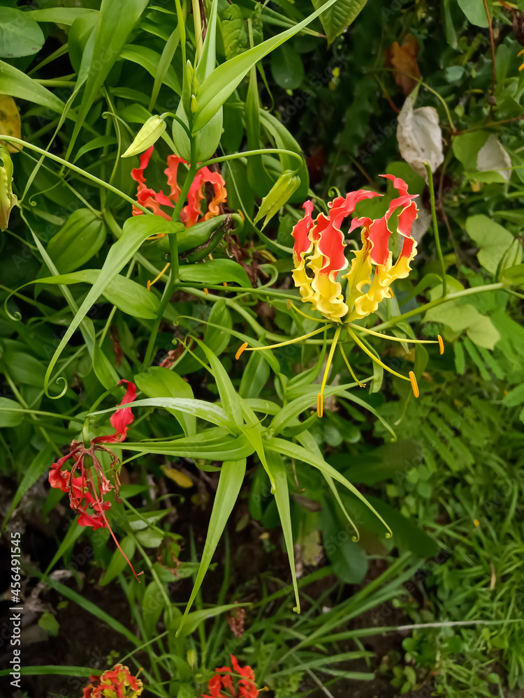 Fire lily, Flame lily, Gloriosa superba Plant of the Indian forest in ...