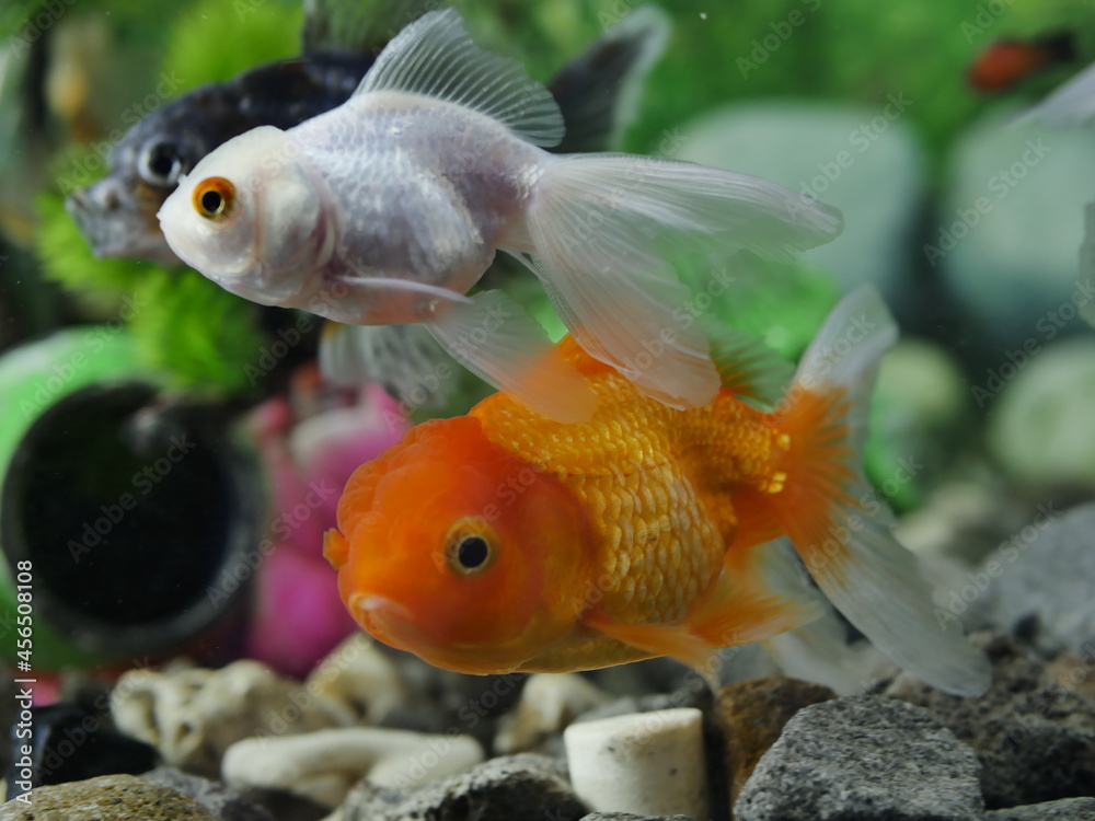 The swimming goldfish looks very beautiful accompanied by several types ...