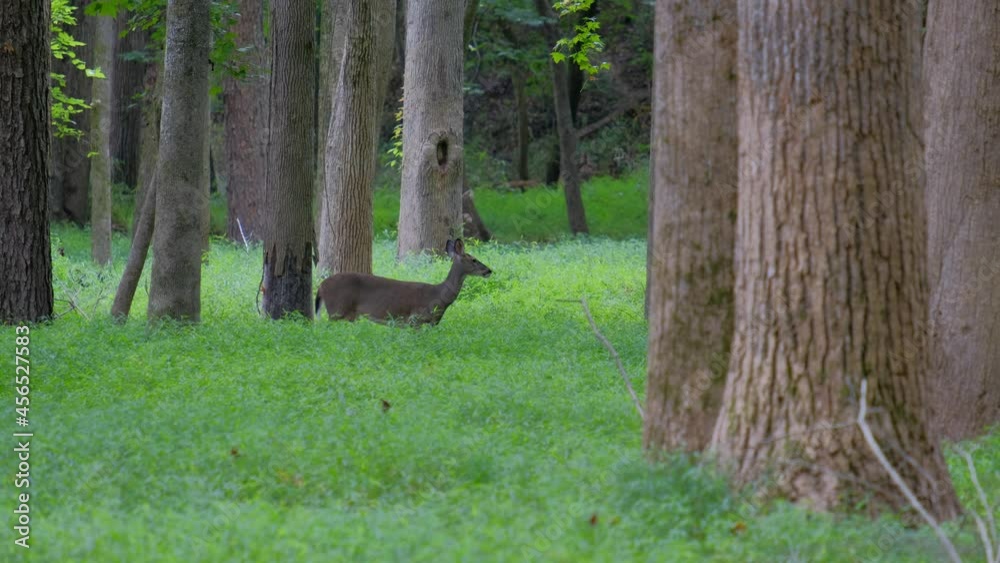 Single whitetail deer (Odocoileus virginianus) in forest meadow looks ...