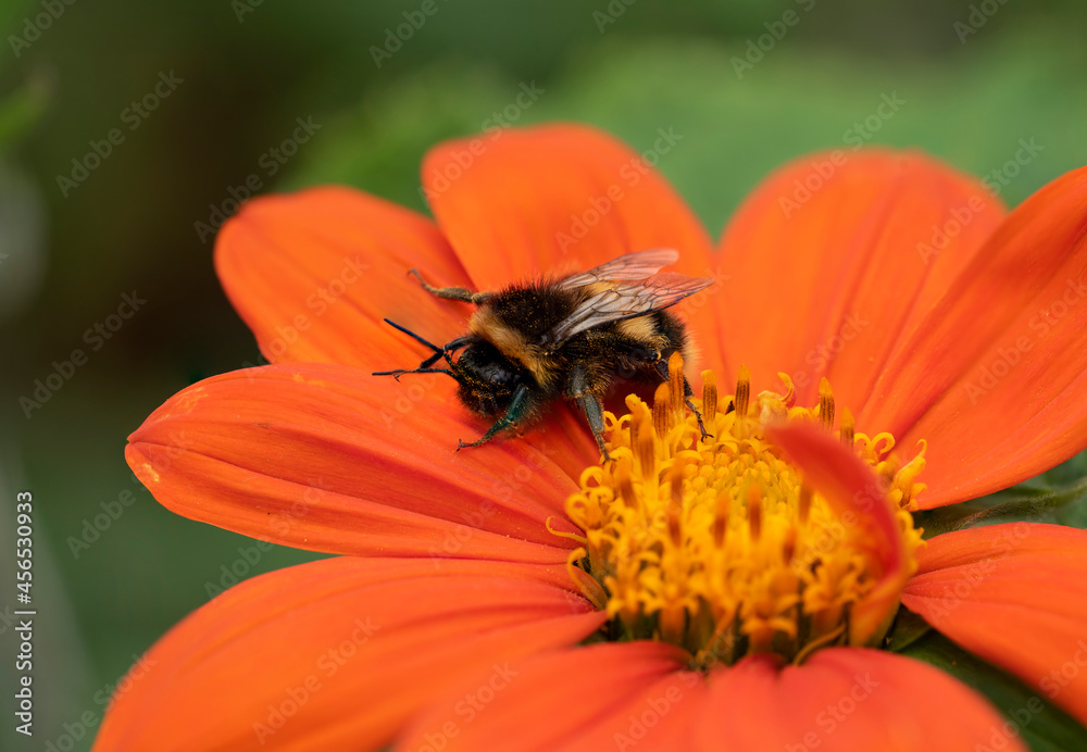 Beautiful image of Mexican Sunflower tithonia rotundifolia flower with ...