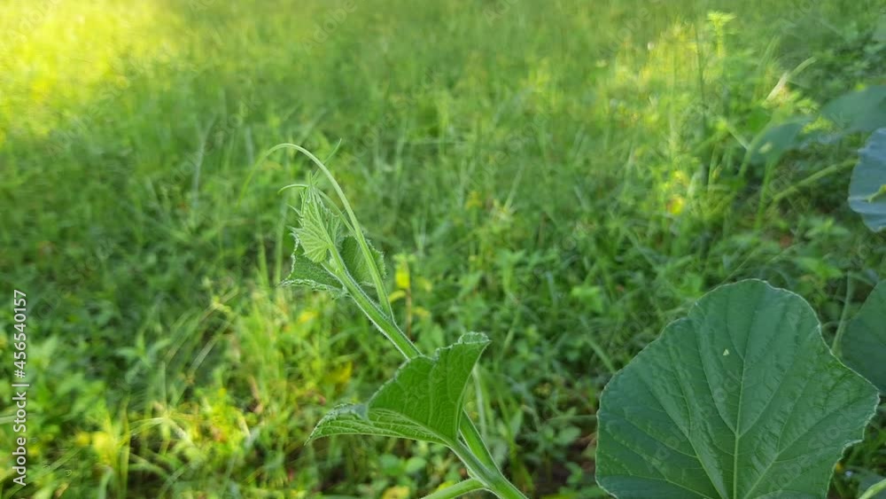 Bottle gourd plant. It is a vine grown for its fruit. Its other names ...