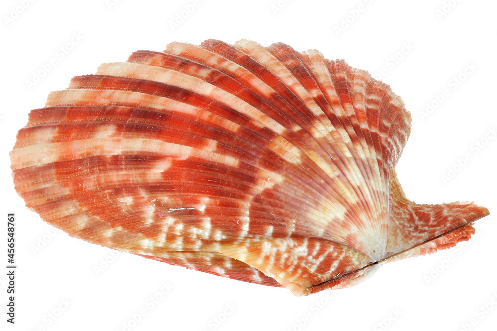 bivalve saltwater clam (Mimichlamys sanguinea) from Bantayan ...