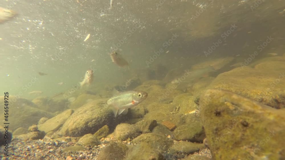 An underwater footage of a lot of small fishes in river current of a ...
