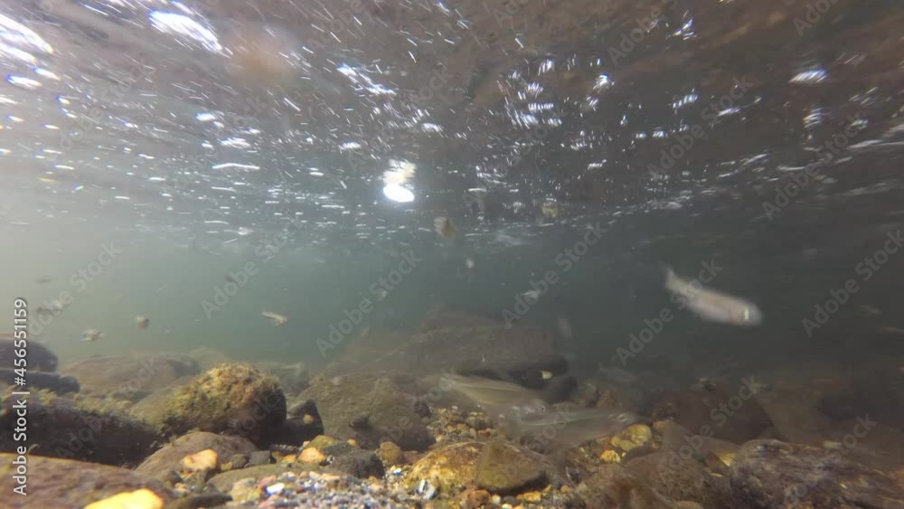 An underwater footage of a fishes in a very clean and clear river with ...