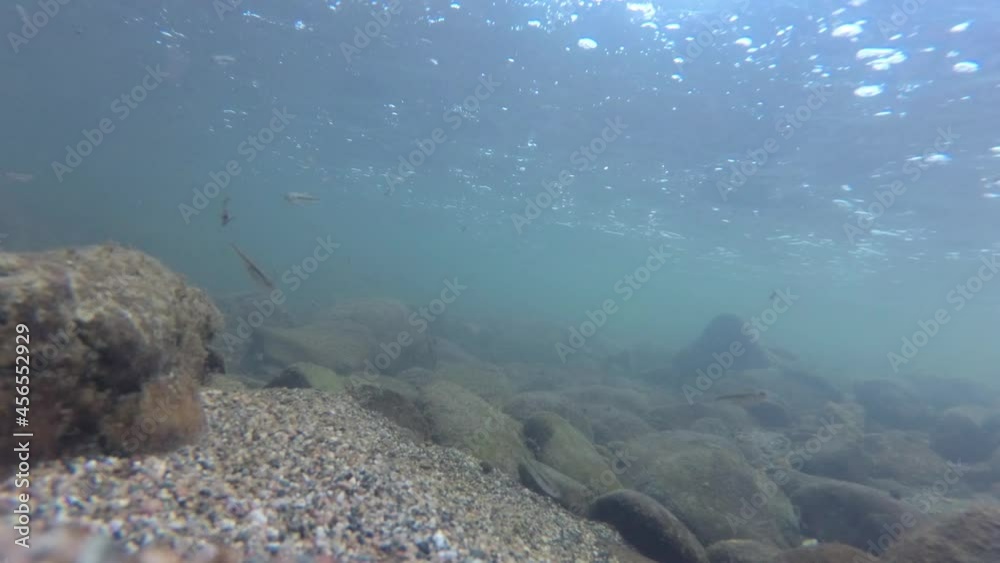 An underwater shot of a fish in a clean and clear river with a rocky ...