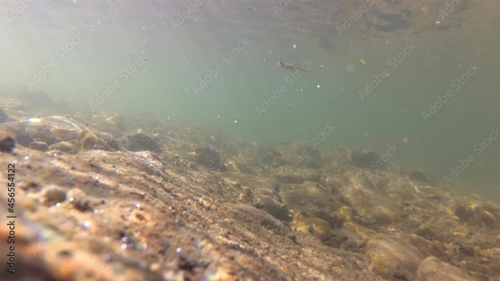 Vidéo Stock An underwater shot of a fish in a clean and clear river ...