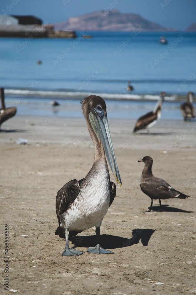 Maritime landscape sea birds in the bay of mazatlan puerto bello de ...