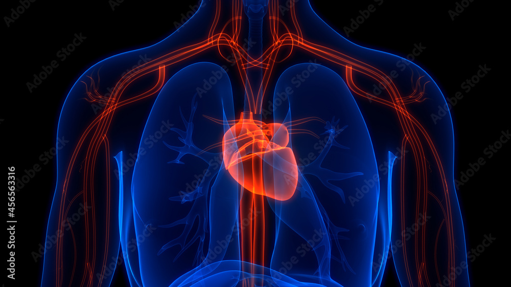 Human Circulatory System Heart Anatomy Stock Illustration | Adobe Stock