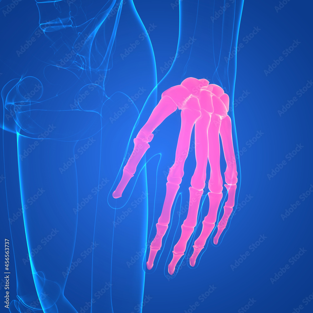 Human Skeleton System Palm Hand Bone Joints Anatomy Stock Illustration ...