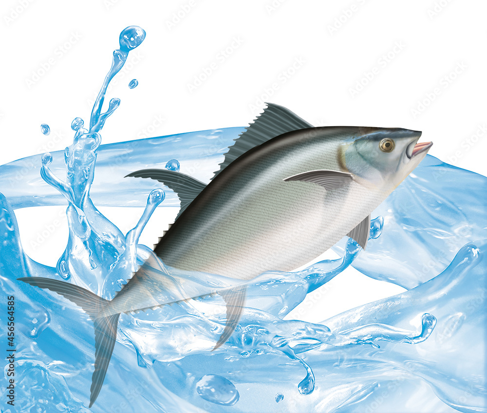 poisson, ton rouge, animal, pêche, giclé d'eau, jolie, chance, aliment ...