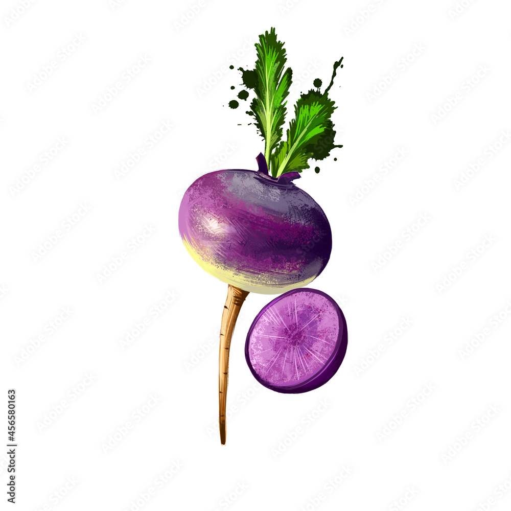 Turnip or white turnip Brassica rapa root vegetable purple fleshy ...