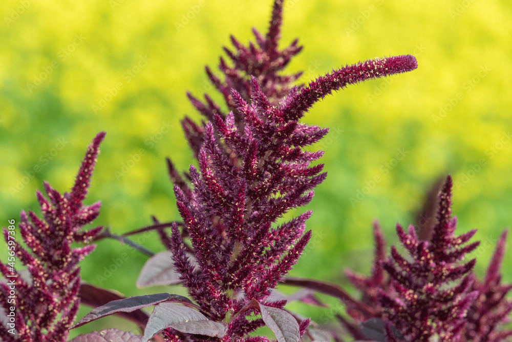 Prince of Wales feather (amaranthus hypochondriacus) plant Stock Photo ...