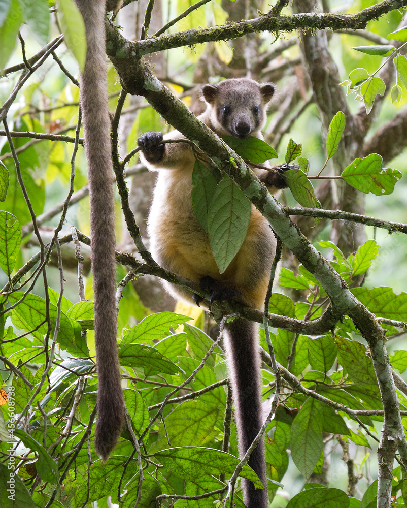 Foto de Lumholtz tree-kangaroo joey in the wild looking very cute onto ...
