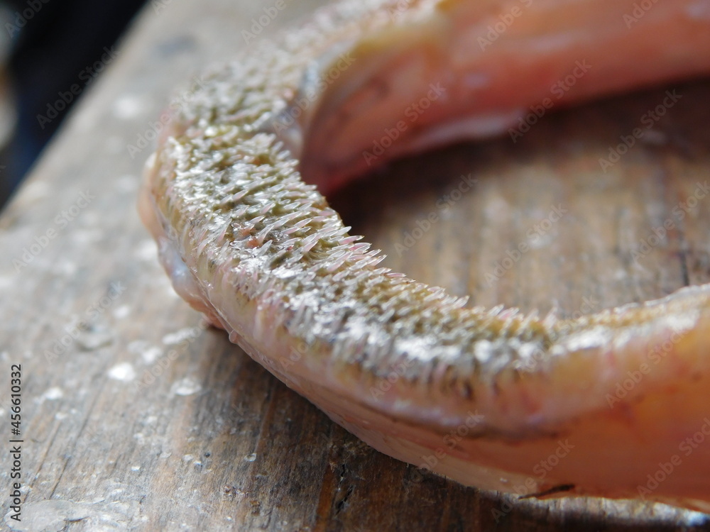 jaws of wels catfish small teeth in a bone arch silurus glanis Stock ...