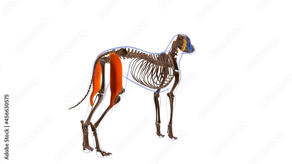Biceps Femoris muscle Dog muscle Anatomy For Medical Concept 3D Stock ...