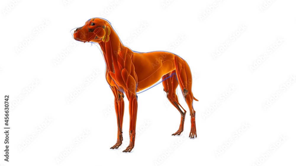 Dog Muscle Dog muscle Anatomy For Medical Concept 3D Stock Illustration ...