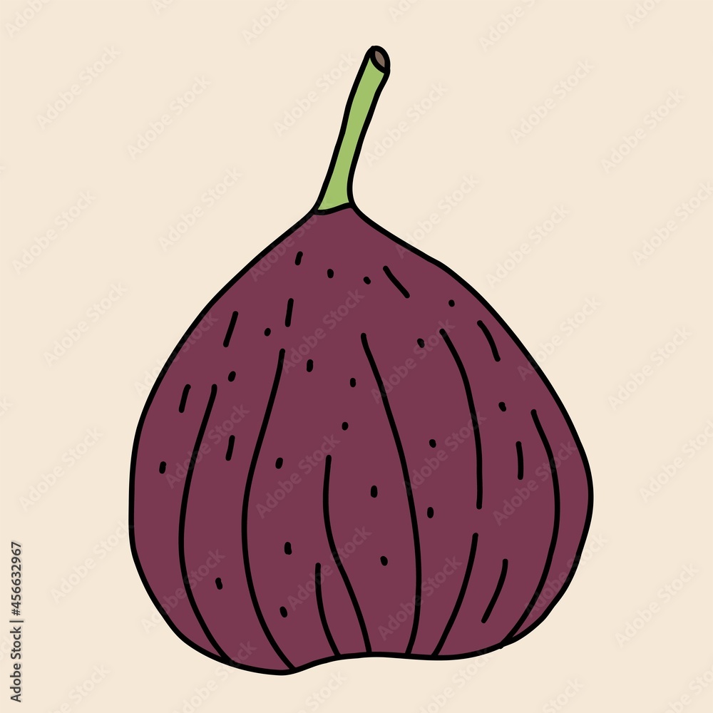Doodle freehand sketch drawing of fig fruit. Stock Vector | Adobe Stock