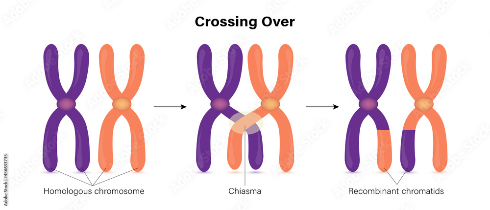 Crossing over of chromosome. Genetic recombination. Stock Vector ...