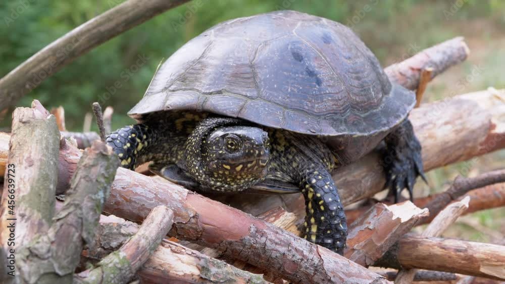 European Pond Turtle Sits on Log in Deciduous Forest. Large river ...