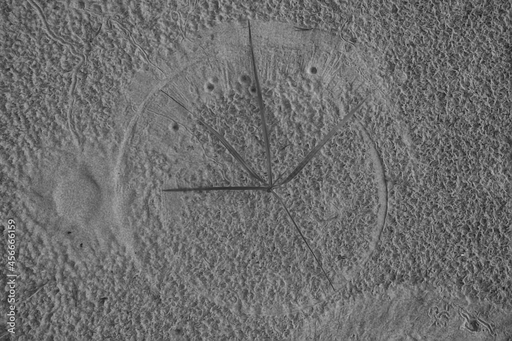 ant lion footprints in the sand insect predator larva hole in the ...