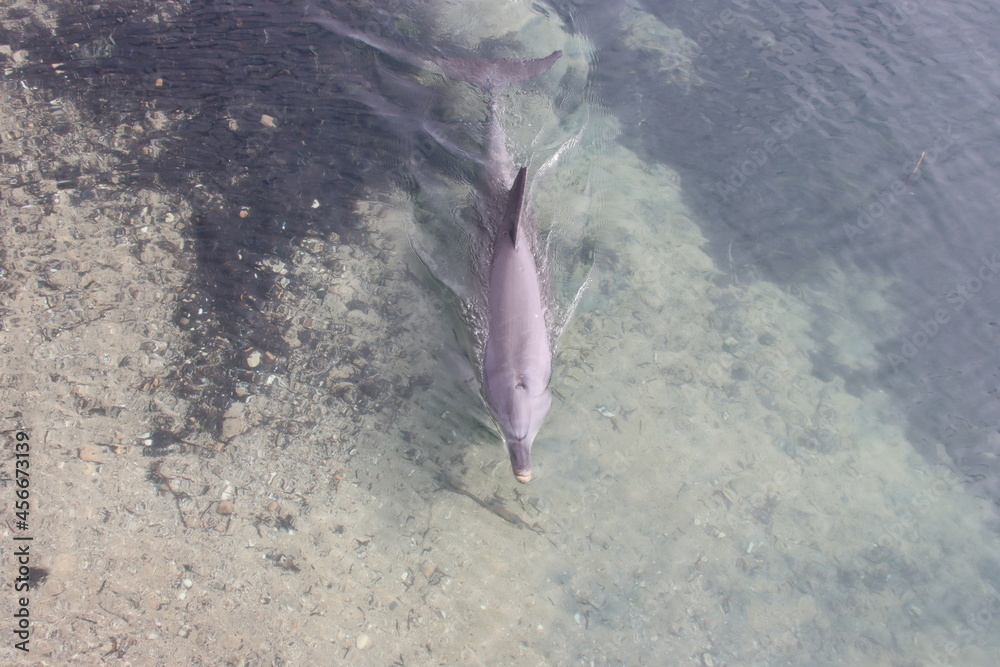 Indo-Pacific Bottlenose Dolphin, Monkey Mia, Western Australia. Stock ...