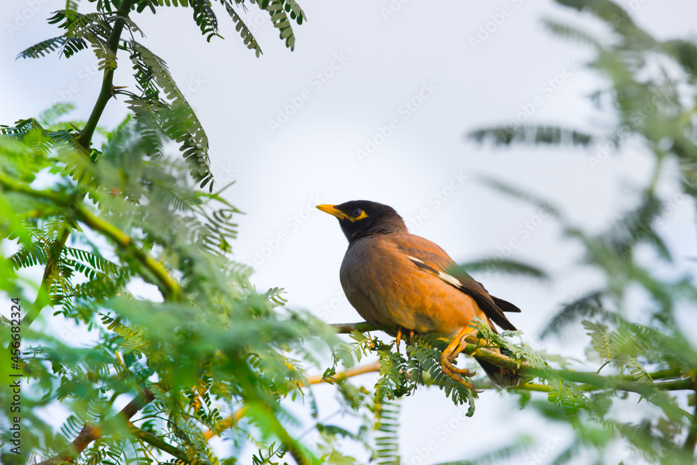 Birds are a group of warm-blooded vertebrates constituting the class ...