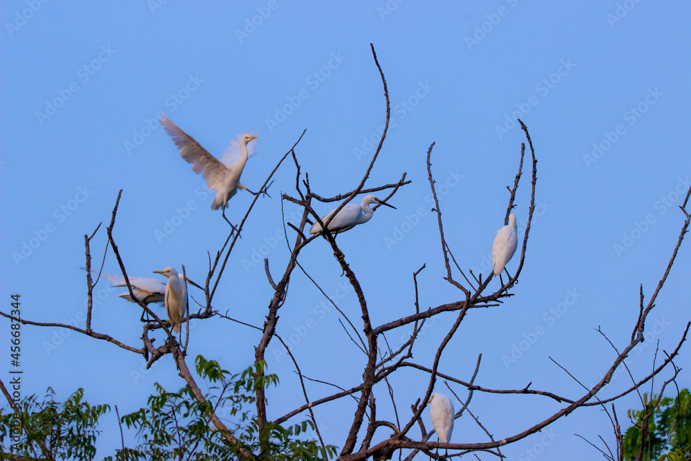 Birds are a group of warm-blooded vertebrates constituting the class ...