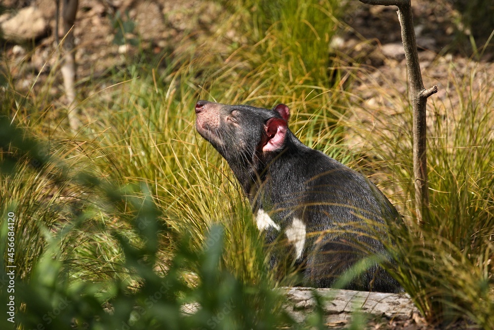 Tasmanian devil. Amazing creature pose in beautiful light. Fantastic ...