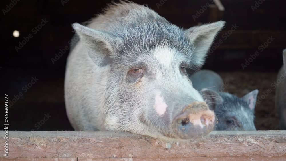 cute gray pig in barn on farm. Dirty pigs in the pen. Pig. Rural area ...