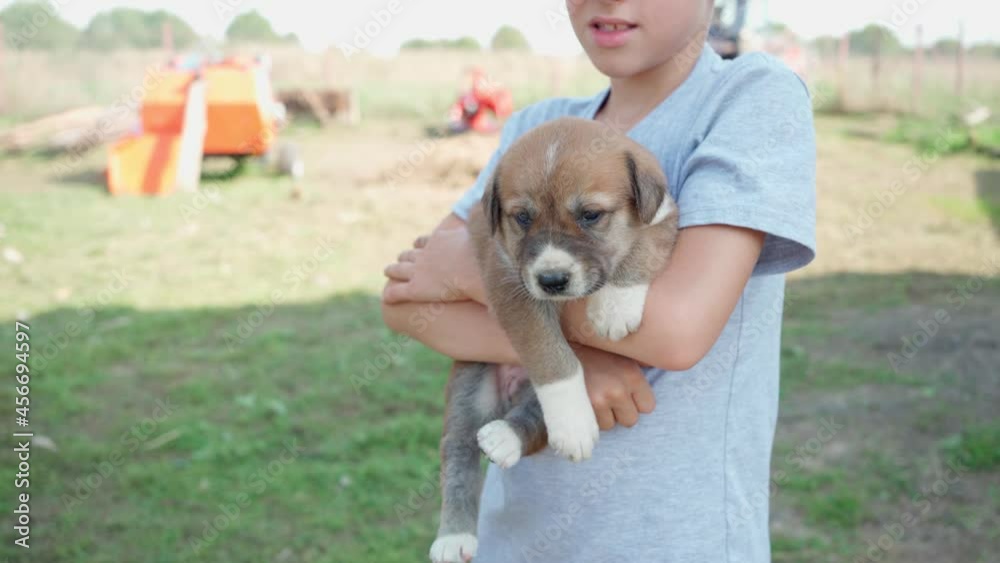 boy is holding cute little young puppy of Alabai breed in his arms. dog ...