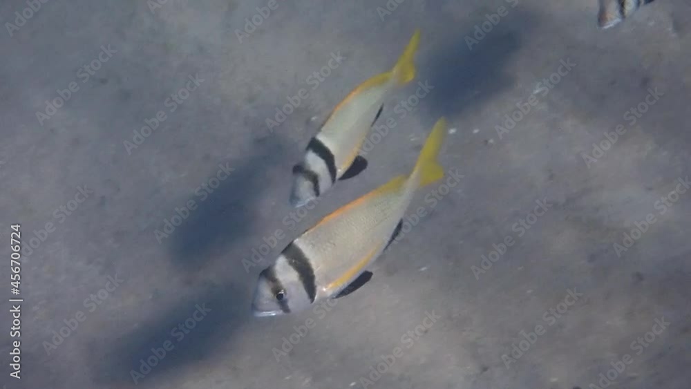 Double-bar sea bream, scientific name is Acanthopagrus bifasciatus is a ...