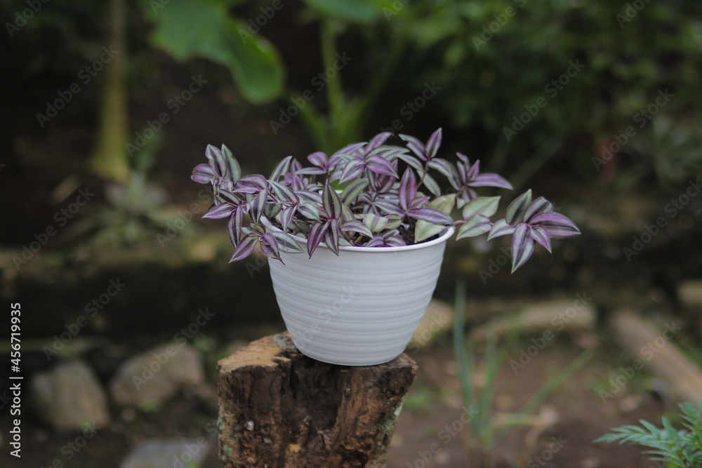 Tradescantia zebrina: tradescantia grows in a white pot in the backyard ...