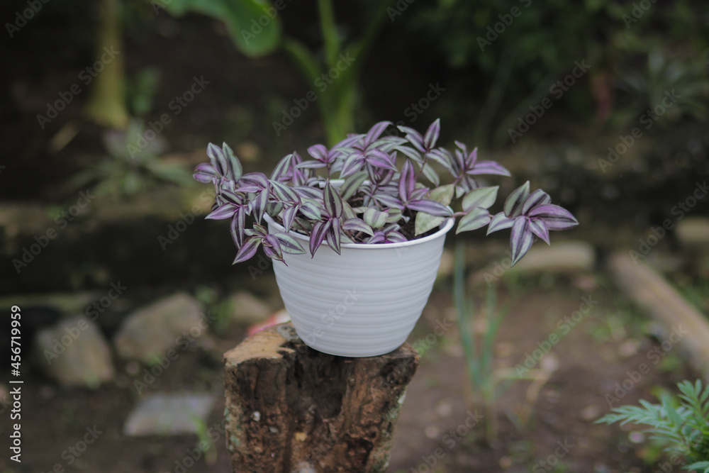 Tradescantia zebrina: tradescantia grows in a white pot in the backyard ...