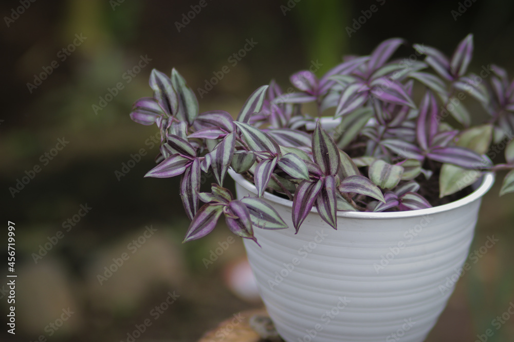 Tradescantia zebrina: tradescantia grows in a white pot in the backyard ...