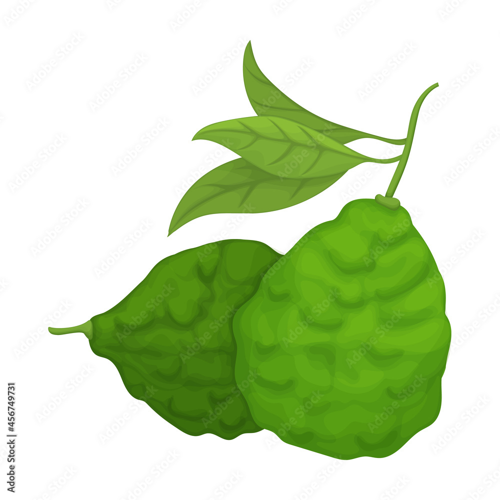 Bergamot vector cartoon icon. Vector illustration lime on white ...