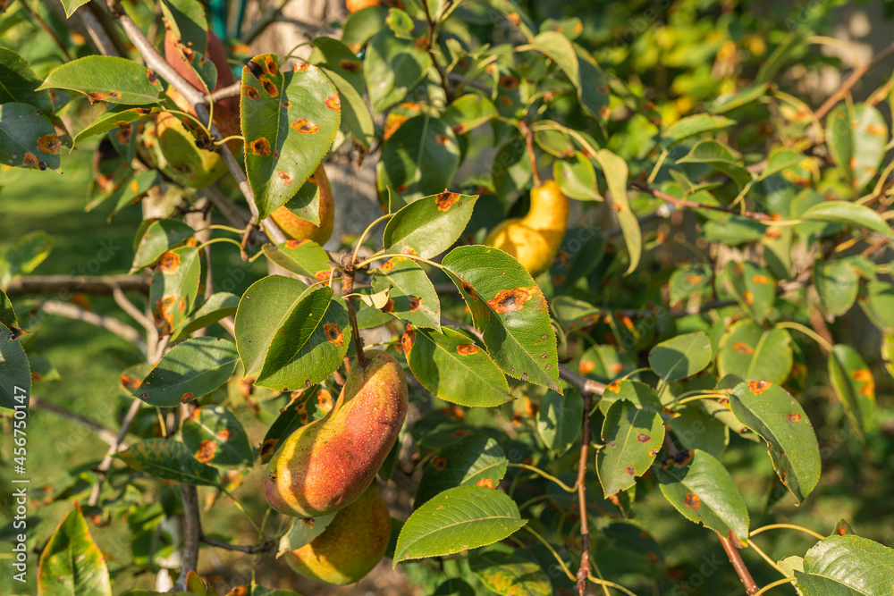 Rust disease on pear leaves Stock Photo | Adobe Stock