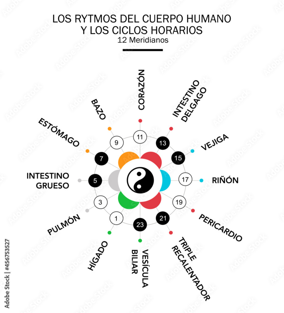 Plakat Ritmos circadianos de 24 horas de los principales meridianos del ...