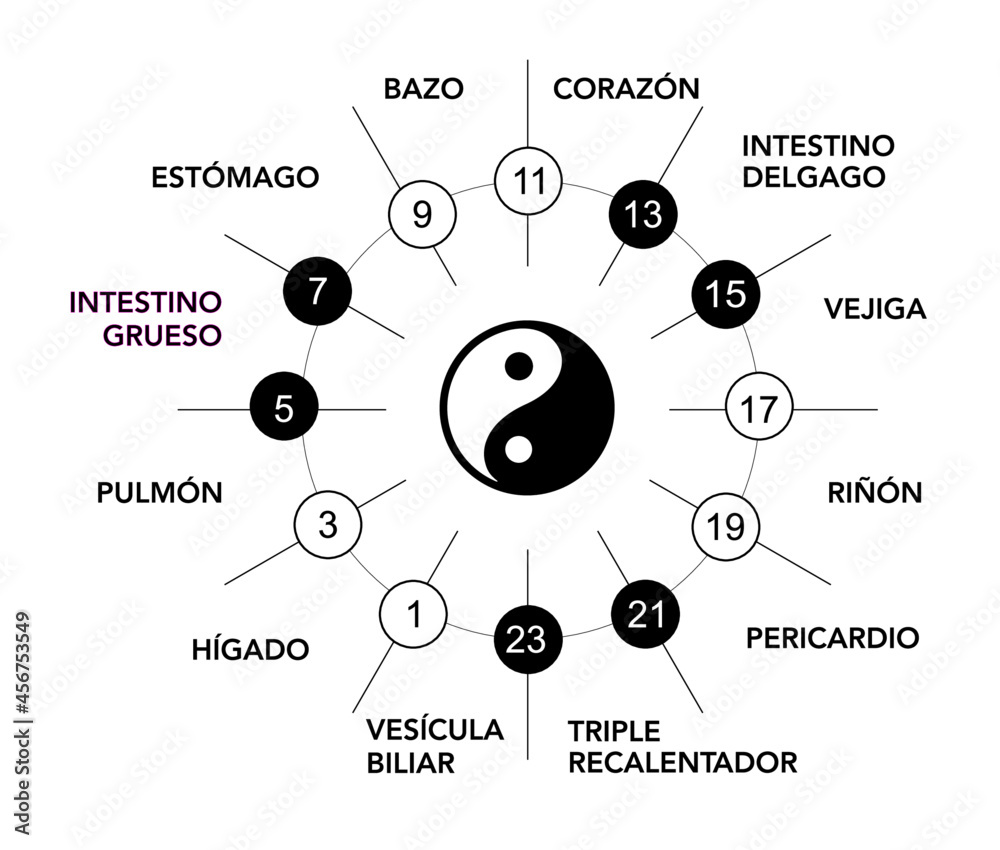 Plakat Ritmos circadianos de 24 horas de los principales meridianos del ...