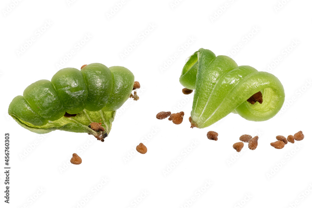 Cracked seed pods from a Buzzy Lizzy plant Impatiens walleriana Stock ...