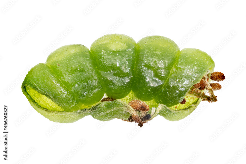 Cracked seed pods from a Buzzy Lizzy plant Impatiens walleriana Stock ...