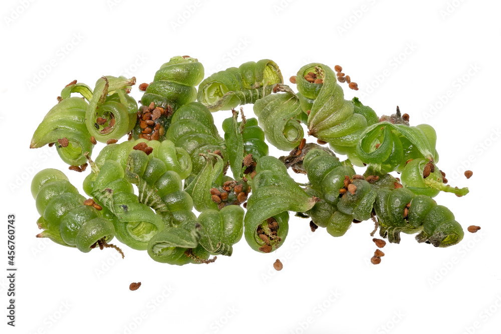 Cracked seed pods from a Buzzy Lizzy plant Impatiens walleriana Stock ...